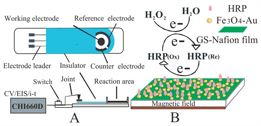 Custom Magnetic Nanoparticles for Detection of H2O2 - CD Bioparticles