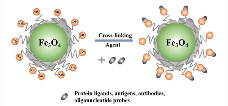 Custom Amino Magnetic Beads - CD Bioparticles