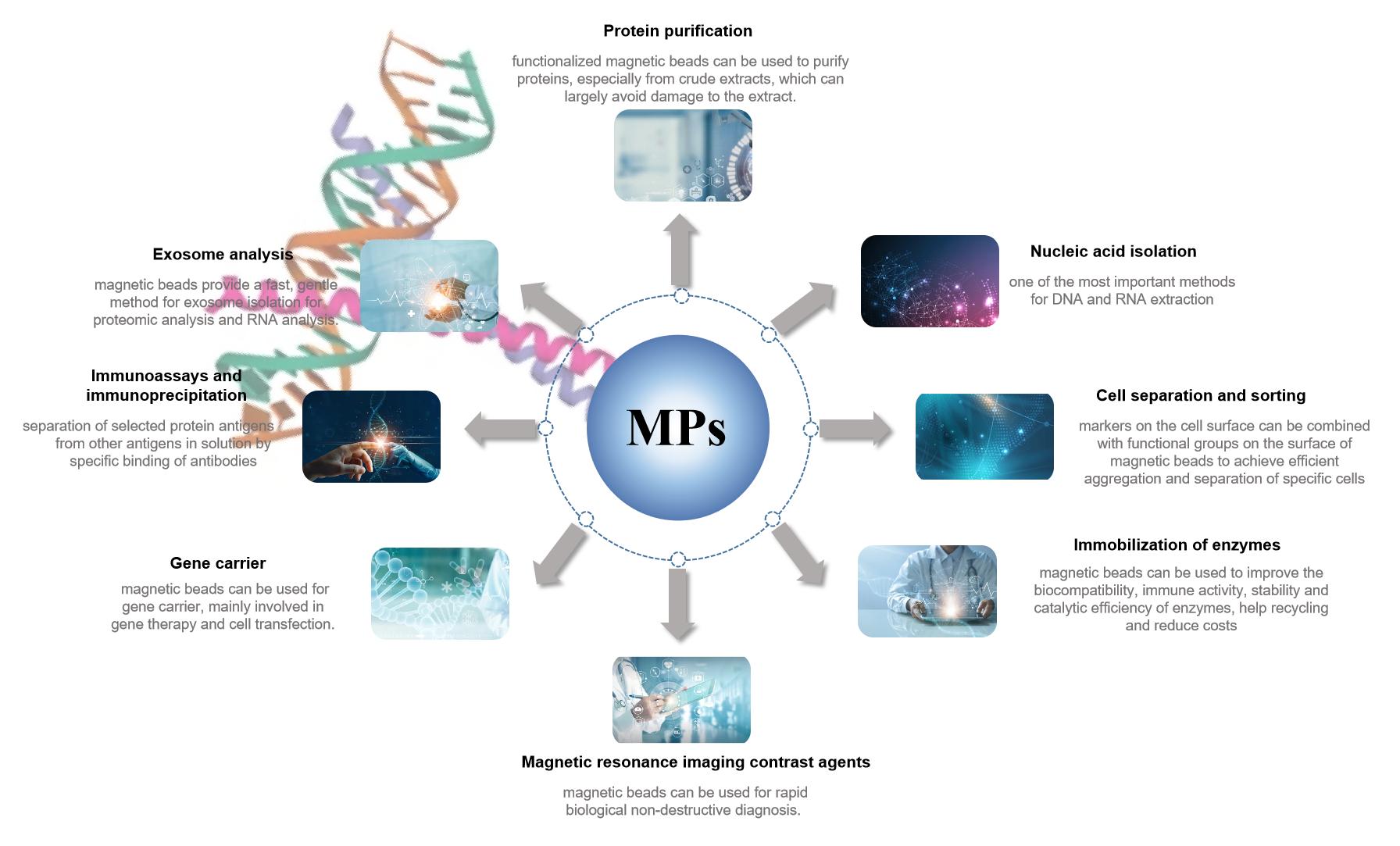 Custom Basic Biomagnetic Beads - CD Bioparticles