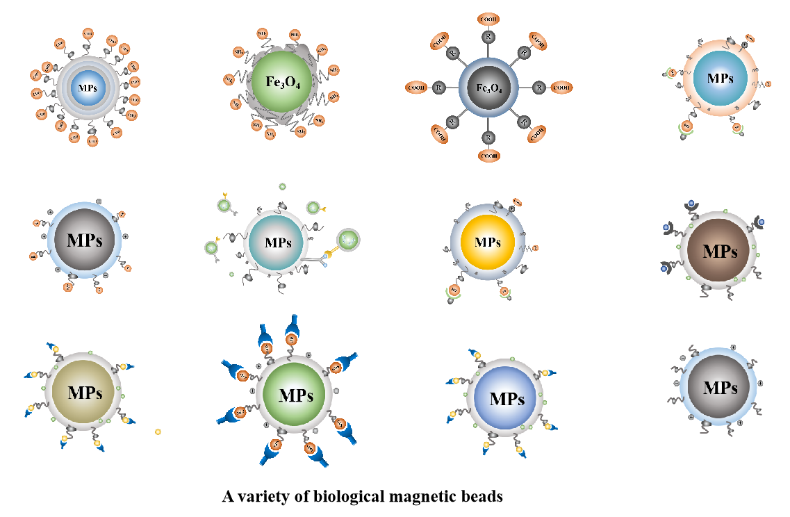Customization Your Biomagnetic Bead - CD Bioparticles