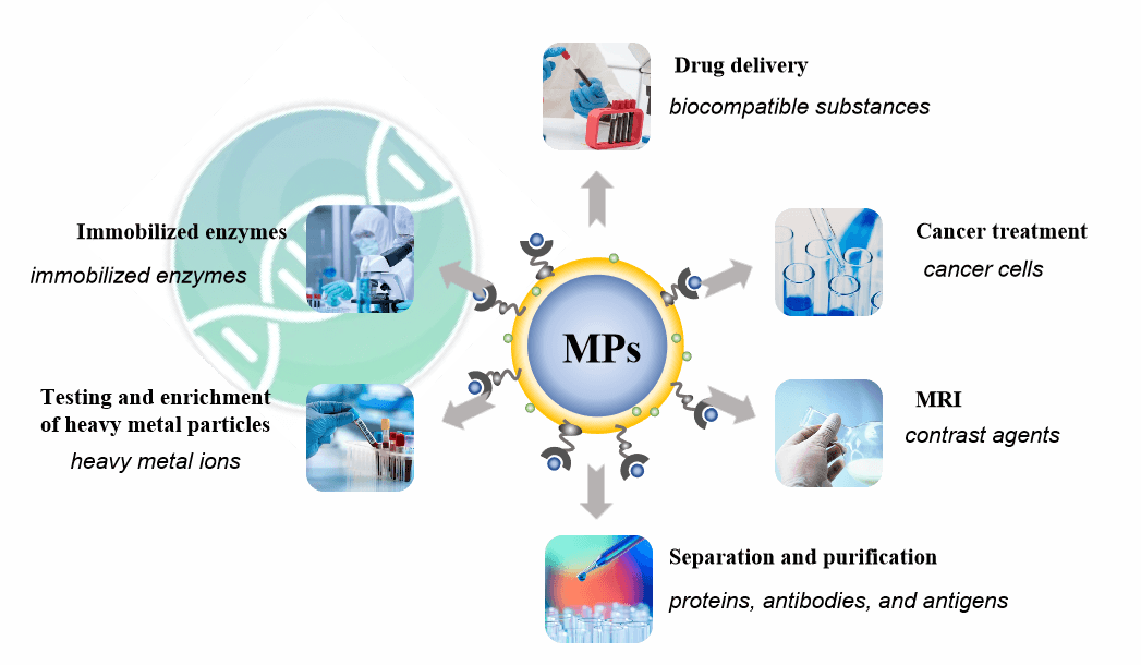 Customization Your Biomagnetic Bead - CD Bioparticles
