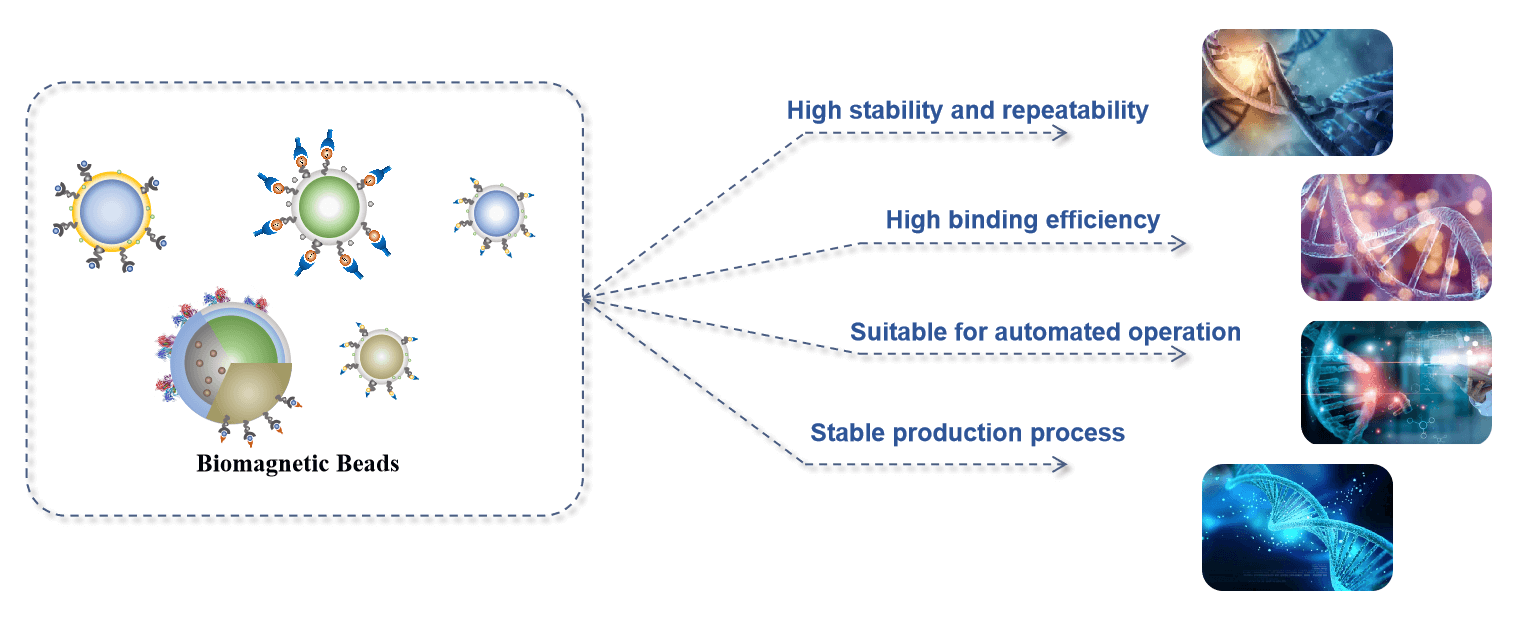 Customization Your Biomagnetic Bead - CD Bioparticles