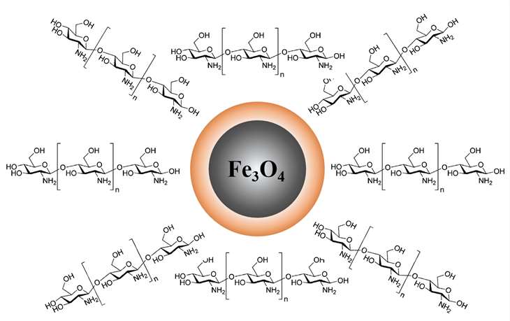Custom Chitosan Magnetic Beads - CD Bioparticles