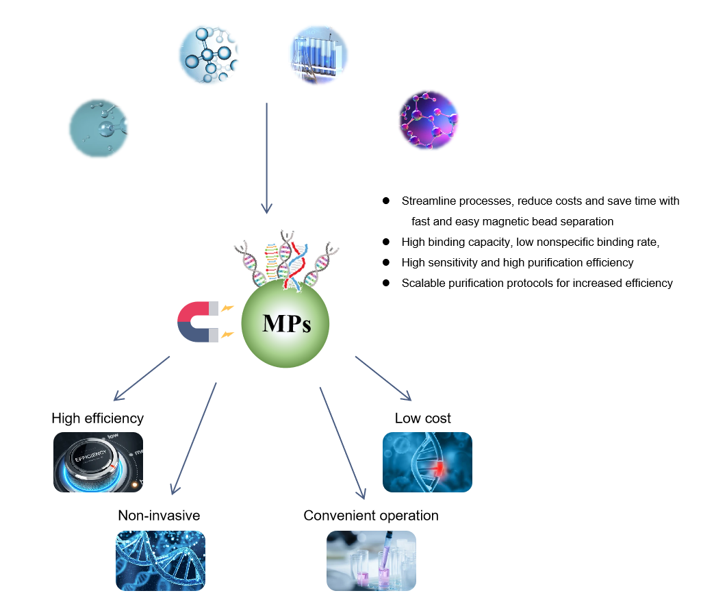 Custom GHS Fusion Protein Magnetic Beads - CD Bioparticles