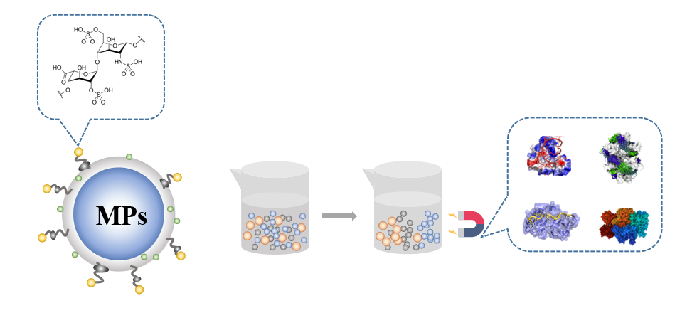 Custom Heparin Magnetic Beads - CD Bioparticles
