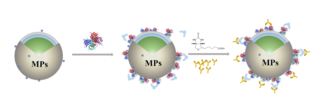 Custom Immunomagnetic Beads - CD Bioparticles
