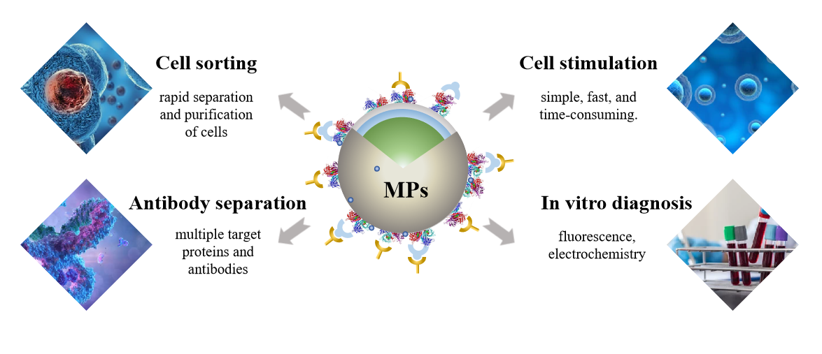 Custom Immunomagnetic Beads - CD Bioparticles