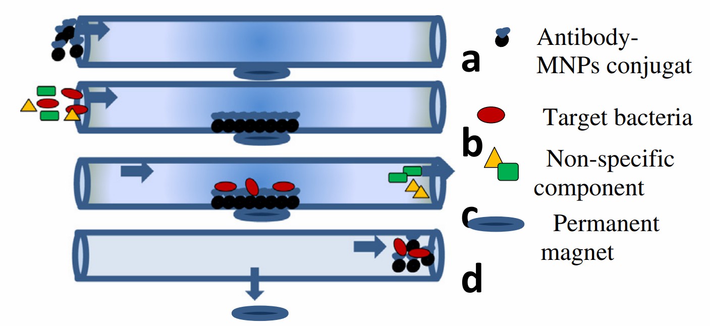 Custom Magnetic Nanoparticles for Piezoelectric Detection of Escherichia Coli - CD Bioparticles