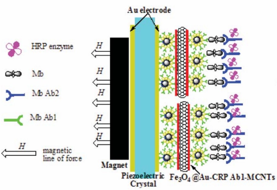 Custom Magnetic Nanoparticles for Piezoelectric Detection of Myoglobin - CD Bioparticles
