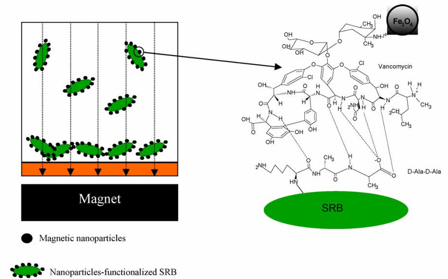 Custom Magnetic Nanoparticles for Piezoelectric Detection of Sulfate-Reducing Bacteria - CD ...