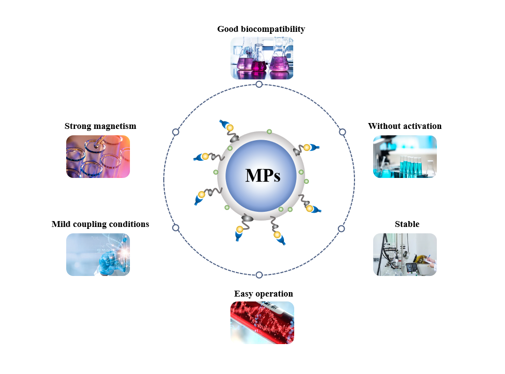 Custom NHS Magnetic Beads - CD Bioparticles