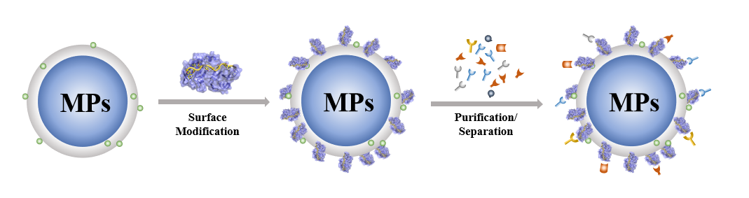 Custom Protein Purification Magnetic Beads - CD Bioparticles