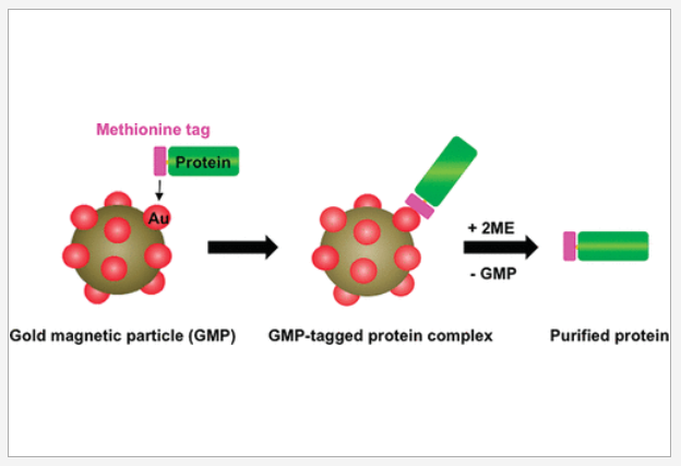 Custom Protein Purification Magnetic Beads - CD Bioparticles