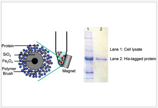 Custom Protein Purification Magnetic Beads - CD Bioparticles