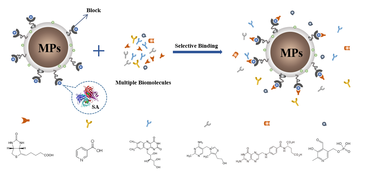 Custom Streptavidin Blocking Magnetic Beads - CD Bioparticles