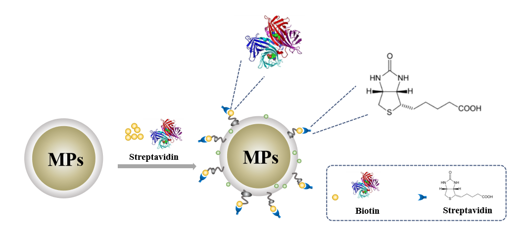 Custom Streptavidin Magnetic Beads - CD Bioparticles