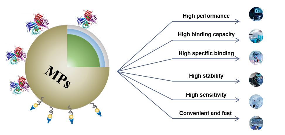 Custom Streptavidin Magnetic Beads - CD Bioparticles