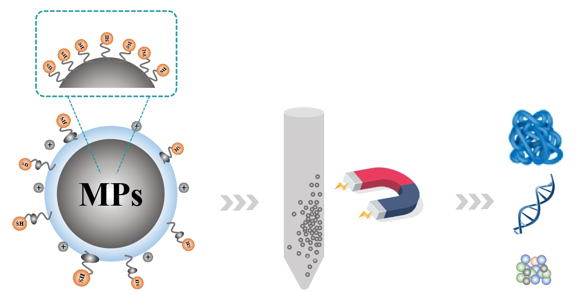 Custom Thiol Magnetic Beads - CD Bioparticles