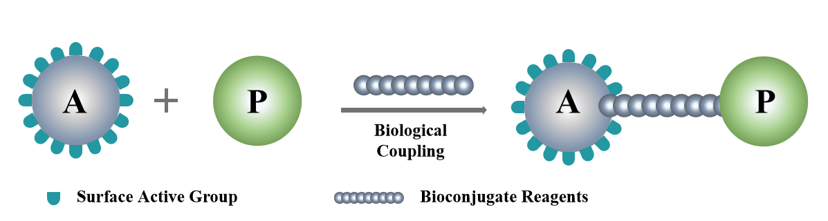 Development of High Efficiency Bioconjugation Reagents - CD Bioparticles