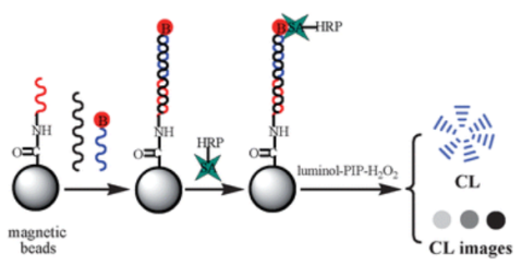 Magnetic Bead-Based Chemiluminescence Detection of Sequence-specific DNA - CD Bioparticles