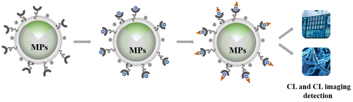 Magnetic Bead-Based Chemiluminescence Detection of Sequence-specific DNA - CD Bioparticles