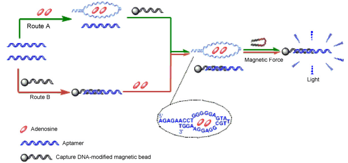Magnetic Bead-Based Chemiluminescent Immunodetection of Adenosine - CD ...