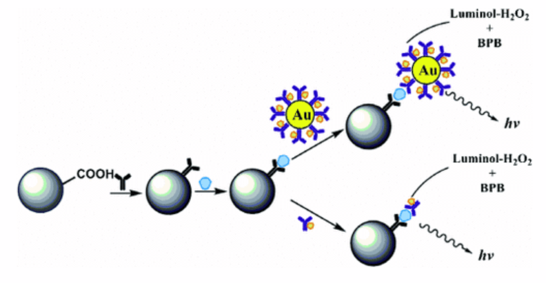 Magnetic Bead-Based Chemiluminescent Immunodetection of Alpha ...