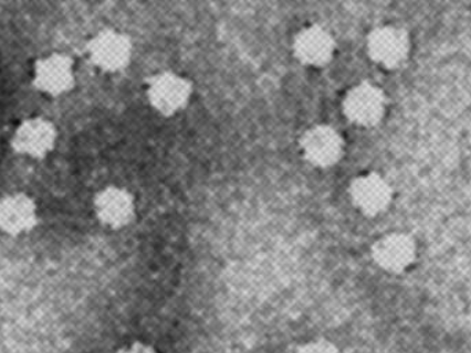 Magnetic Bead-Based Chemiluminescent Immunodetection of Canine ...