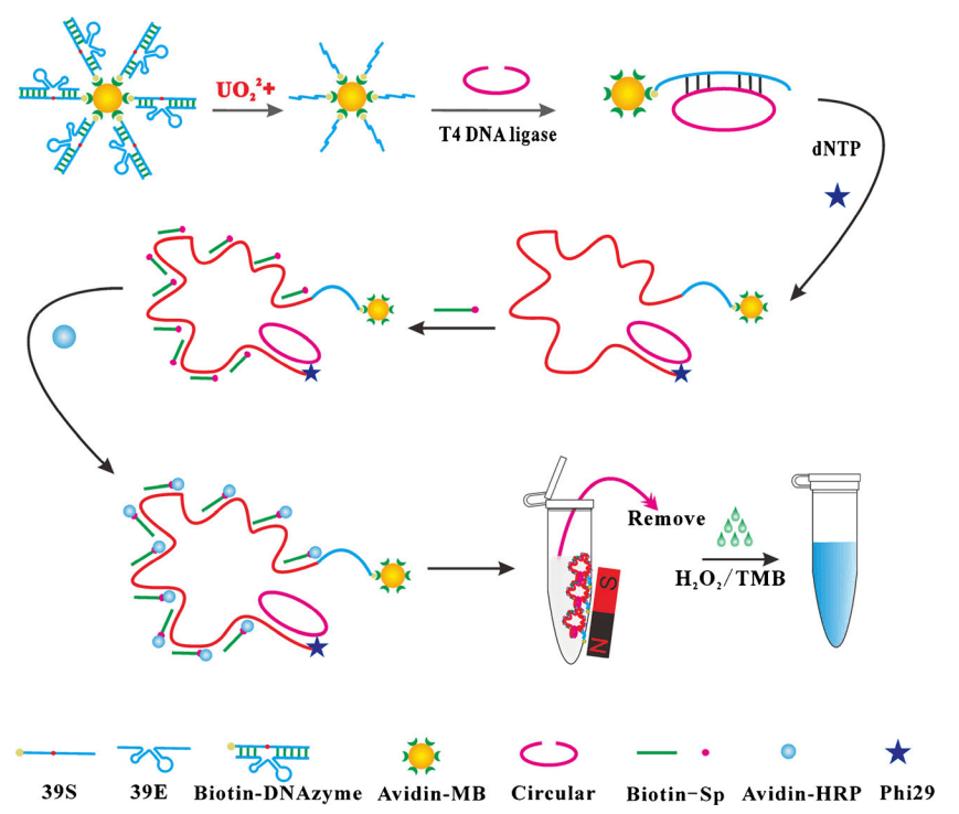 Magnetic Bead-based Efficient Measurement of Uranyl Ion - CD Bioparticles