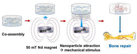 Magnetic Hydrogels and Biological Applications - CD Bioparticles