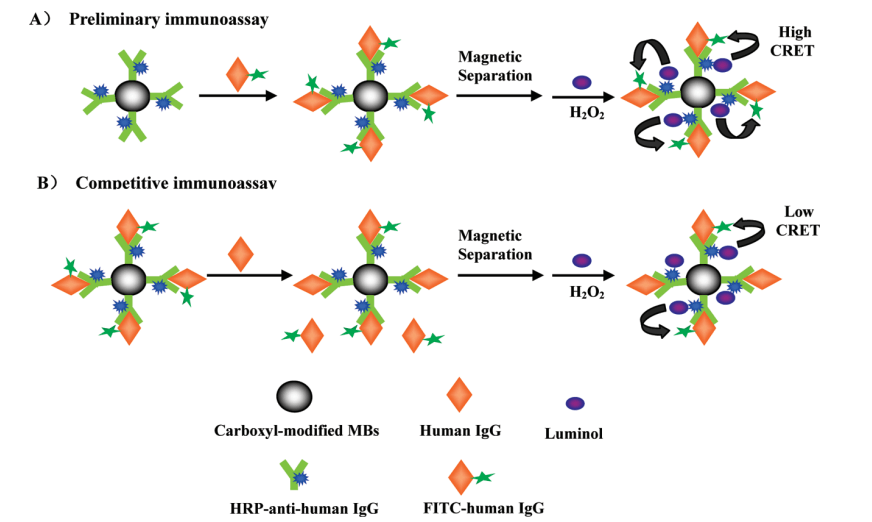 Magnetic bead-based Chemiluminescent Immunodetection of Immunoglobulin ...