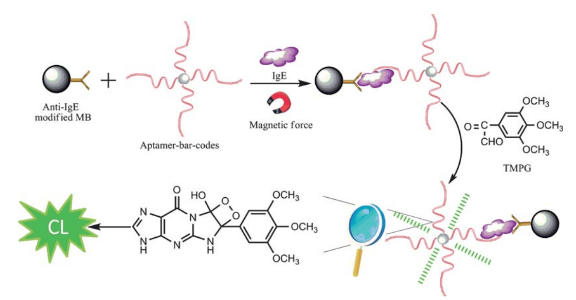 Magnetic bead-based Chemiluminescent Immunodetection of Immunoglobulin ...