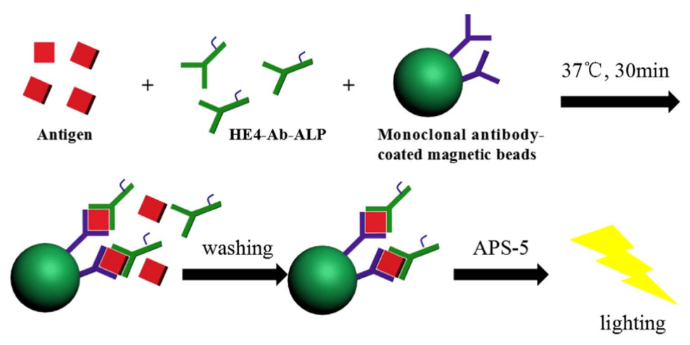 Magnetic Bead Based Chemiluminescent Immunodetection Of Human Epididymal Protein 4 In Ovarian