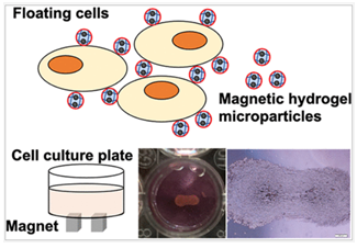 Preparation of Magnetic Hydrogels with Cationic Surfaces - CD Bioparticles
