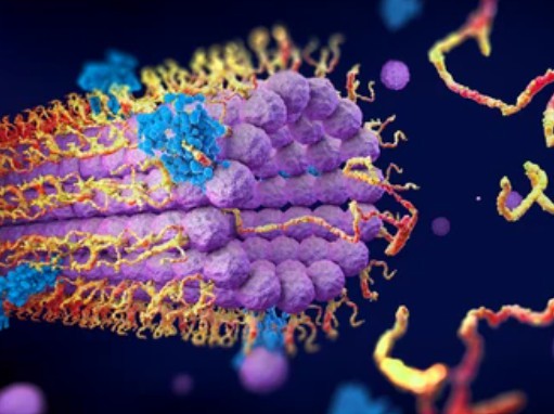 Protein Extraction And Purification Cd Bioparticles 8388